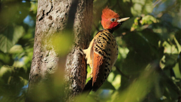 A First-of-Its-Kind Sanctuary to Protect a Precious Woodpecker | twib.news