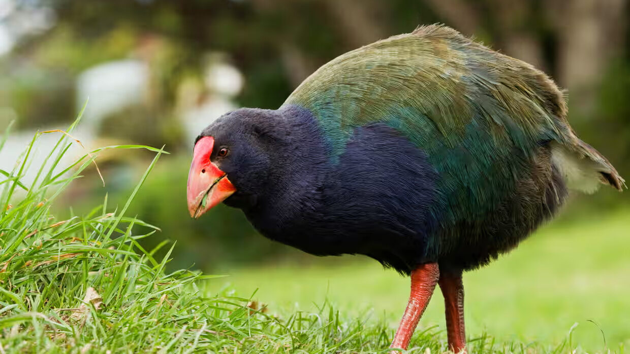 Rare Prehistoric Bird Gets Cared for and Released | twib.news