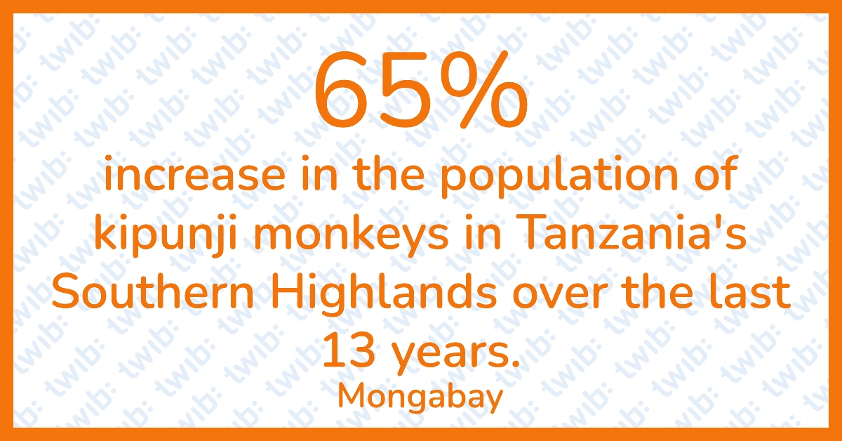 65% increase in the population of kipunji monkeys in Tanzania's ...
