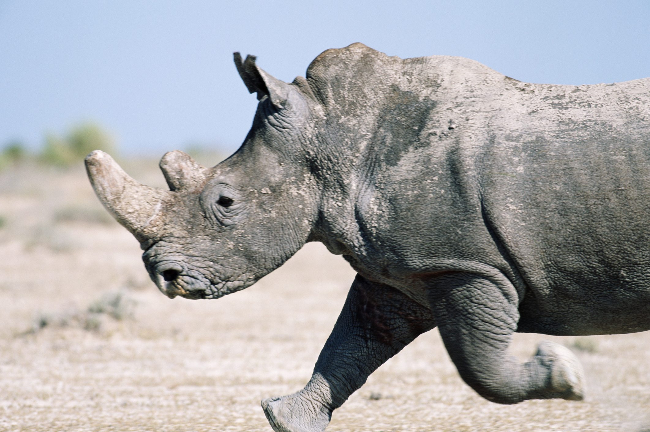 Ambitious Rewilding Project to Help Revive White Rhinos | twib.news
