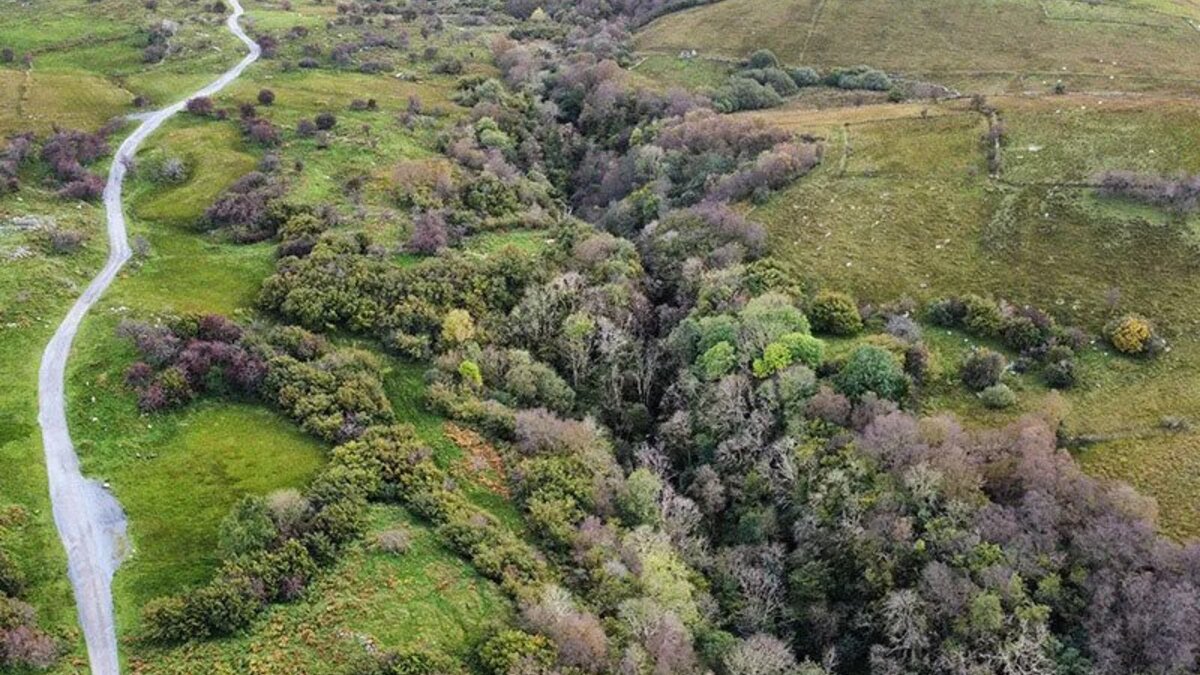 Restoring a Long-Gone Ecosystem | twib.news