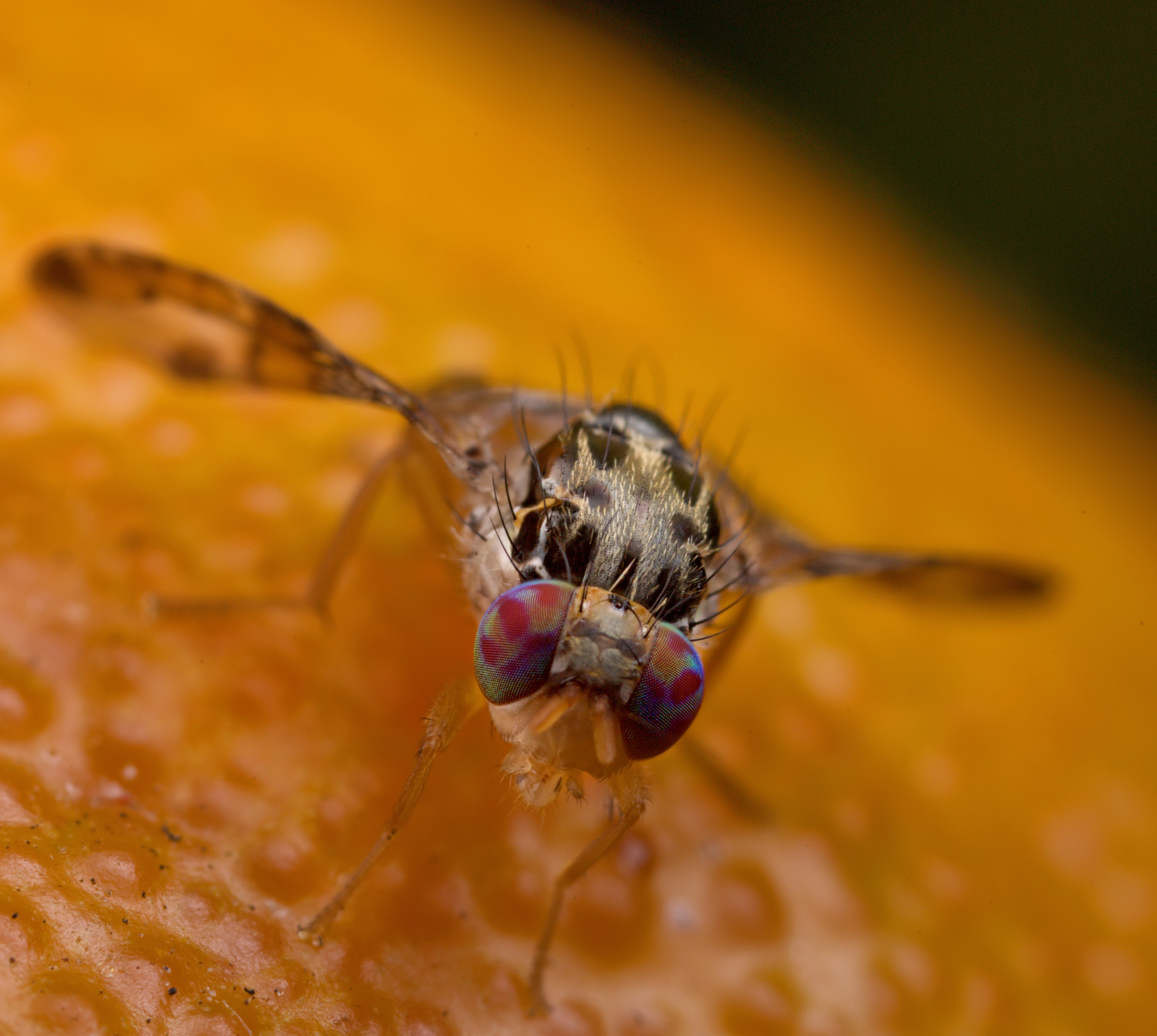 Fruits and Veggies Saved from Invasive Fruit Flies | twib.news