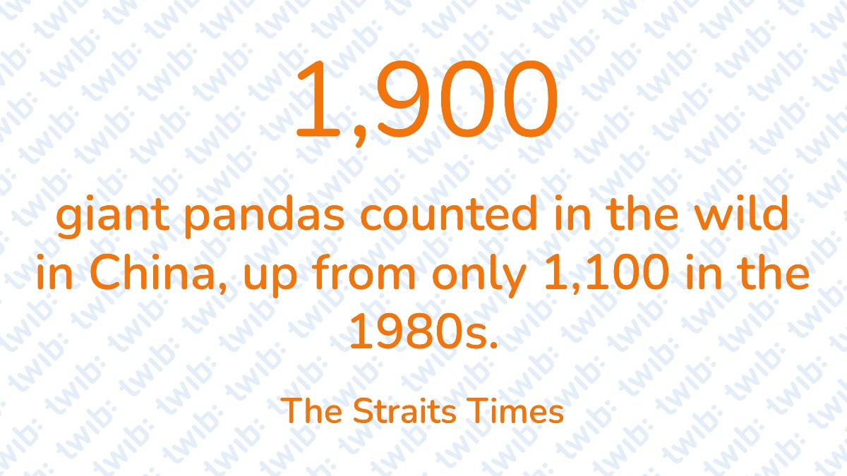 1,900 giant pandas counted in the wild in China, up from 1,100 in the ...