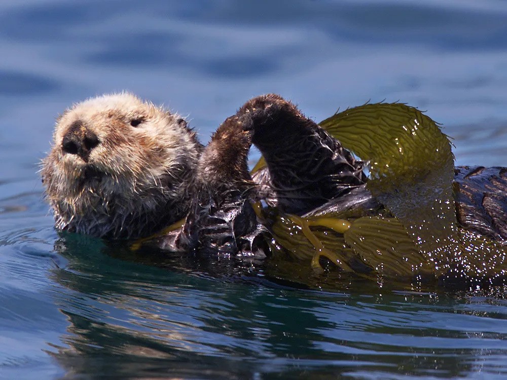 This Animal Naturally Helps Prevent Erosion | twib.news