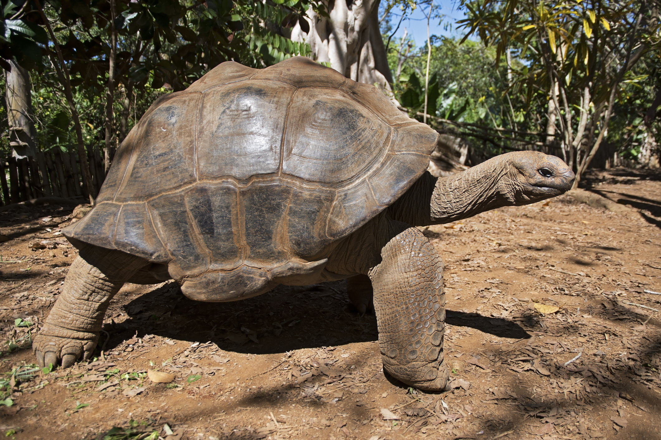 600 Years Later, Giant Tortoises Return | twib.news