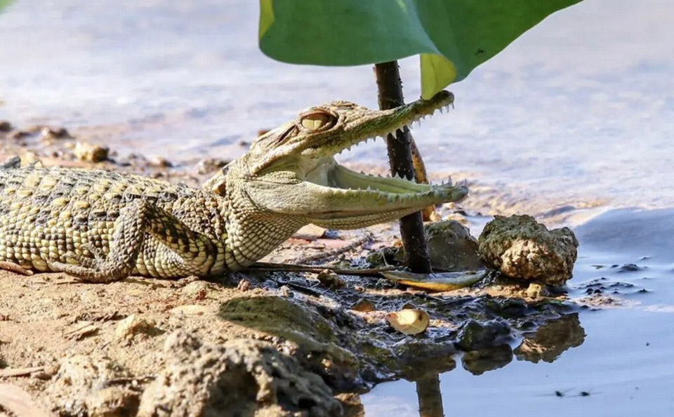Successful Crocodile Hatching: a First in Seven Years! | twib.news