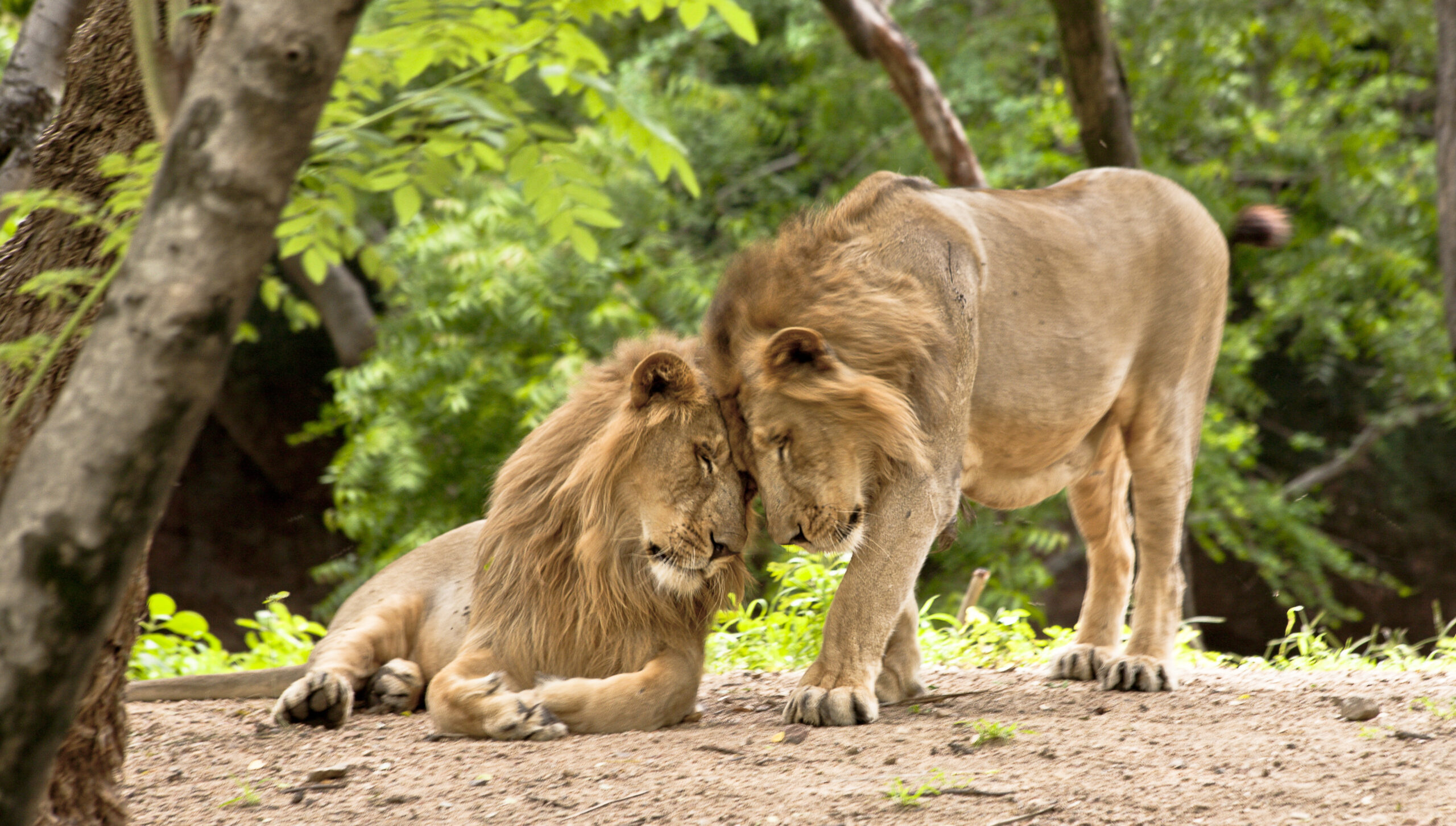 This Country Leads the Way to Protect Lions | twib.news