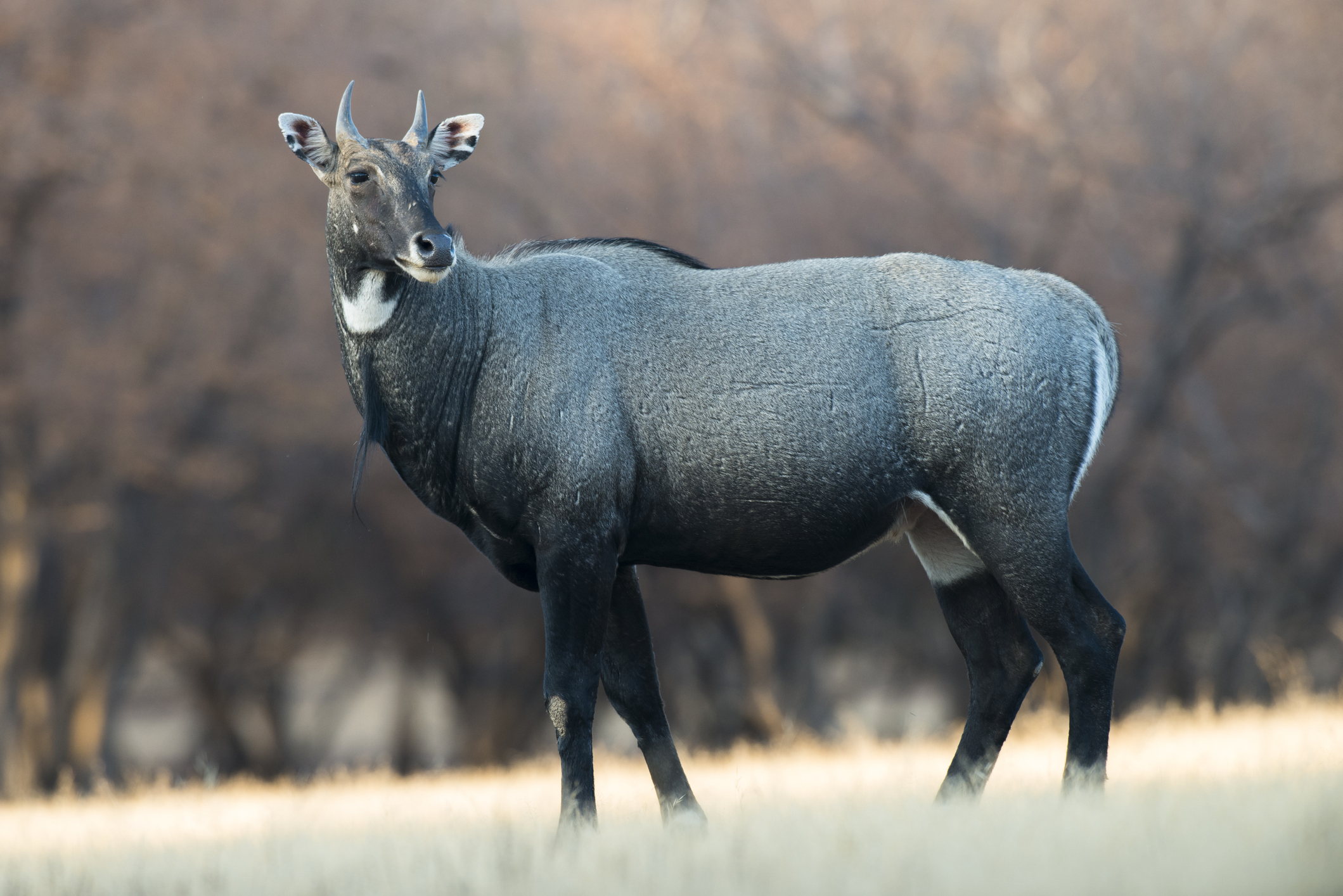 100 Years Later, Hope Returns for Asia's Largest Antelope | twib.news