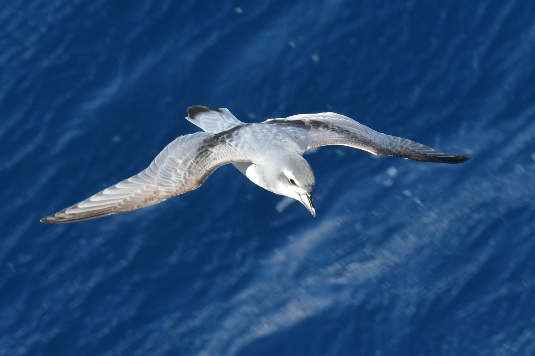 Conservation Pays off for Threatened Seabirds | twib.news