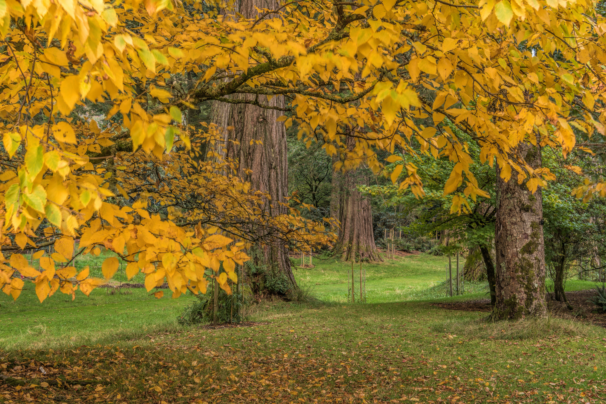 World's Tallest Trees Thrive in Their "New" Home | twib.news