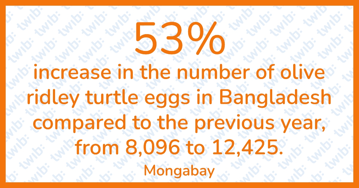 53% increase in olive ridley turtle eggs in Bangladesh compared to the ...