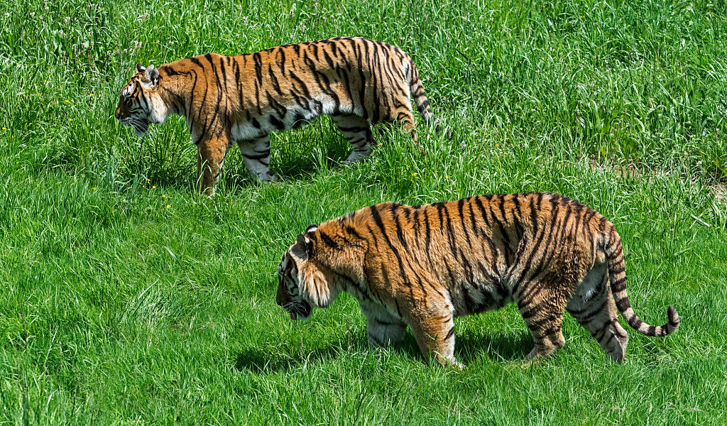 Putting Our Hands Together to Protect Tigers Globally | twib.news