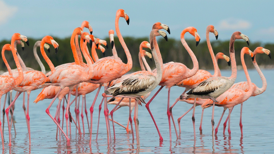 Restoration Success: Flamingos Flock Back to This National Park | twib.news