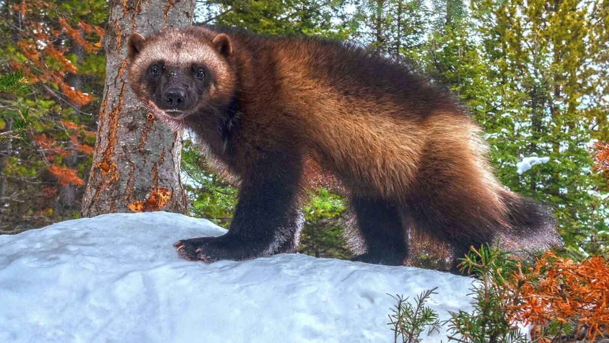 Bringing Wolverines Back to the Rocky Mountains | twib.news