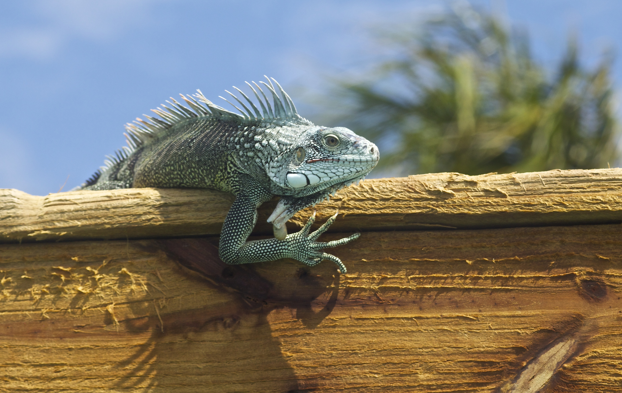 Conservation Win: Twelve Rare Species Move Away from Extinction | twib.news