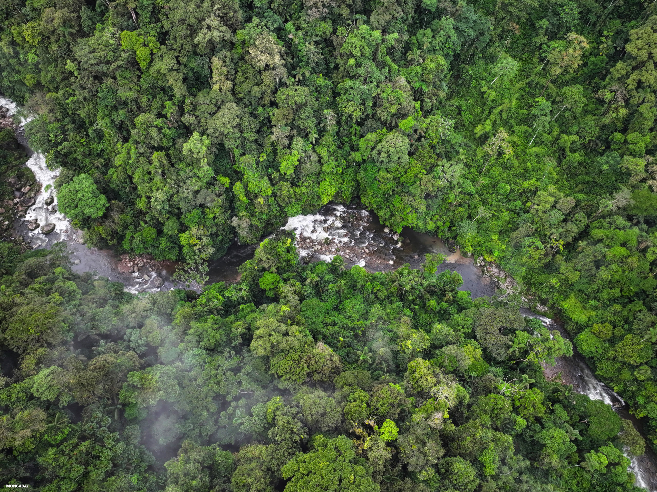Largest Rainforest Sees Largest Drop in Deforestation | twib.news