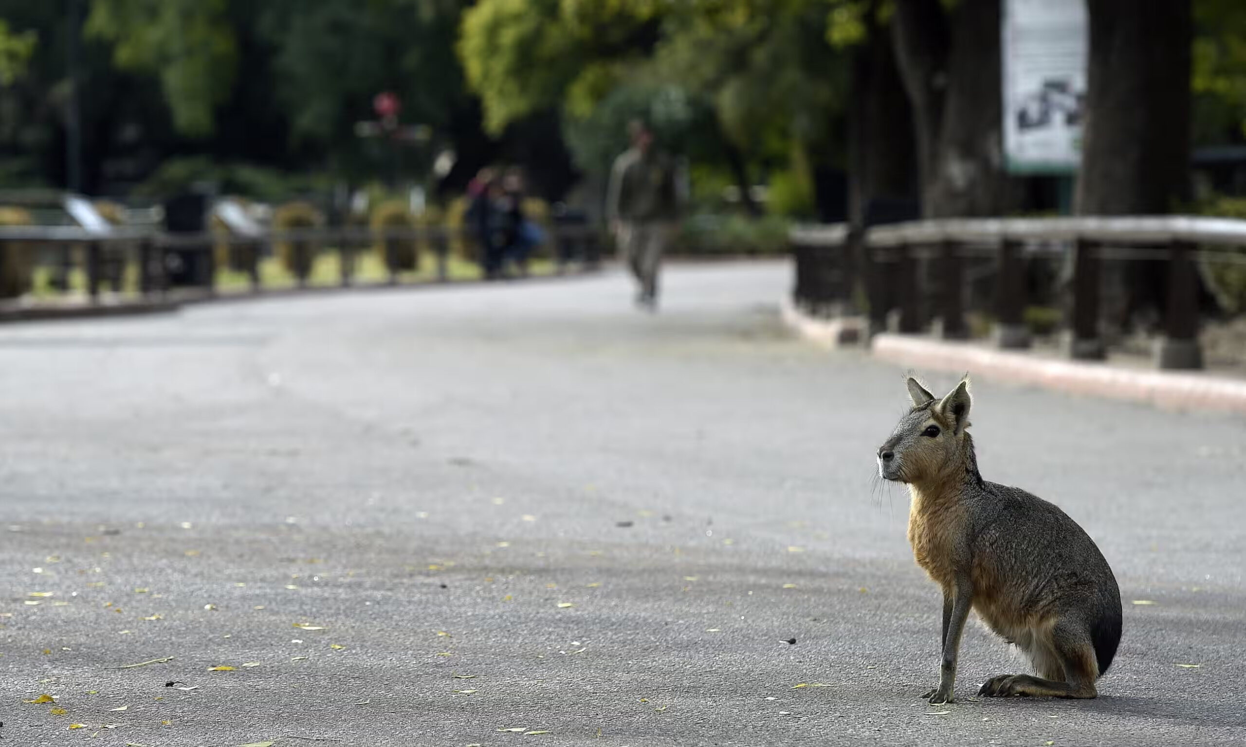 From Zoo to Eco-Park: Profit Is Not the Goal Here, Protection Is | twib ...