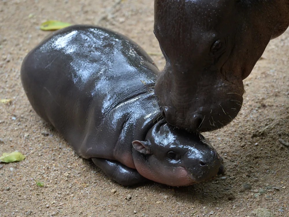Baby Hippo Sparks Conservation Movement | twib.news