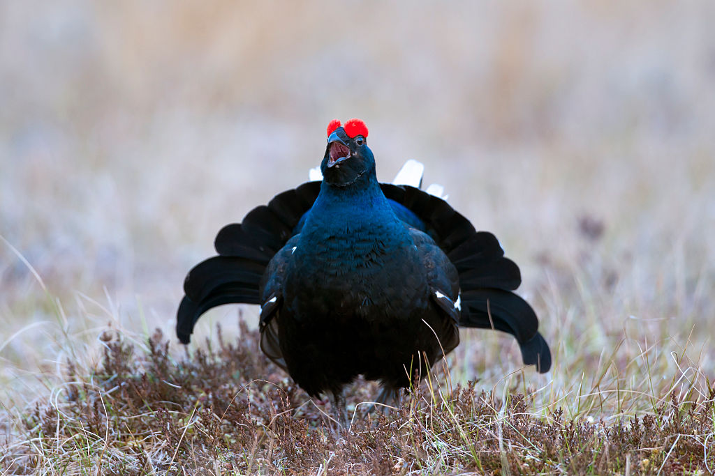 Rewilding Efforts Lead to Recovering This Precious Bird | twib.news