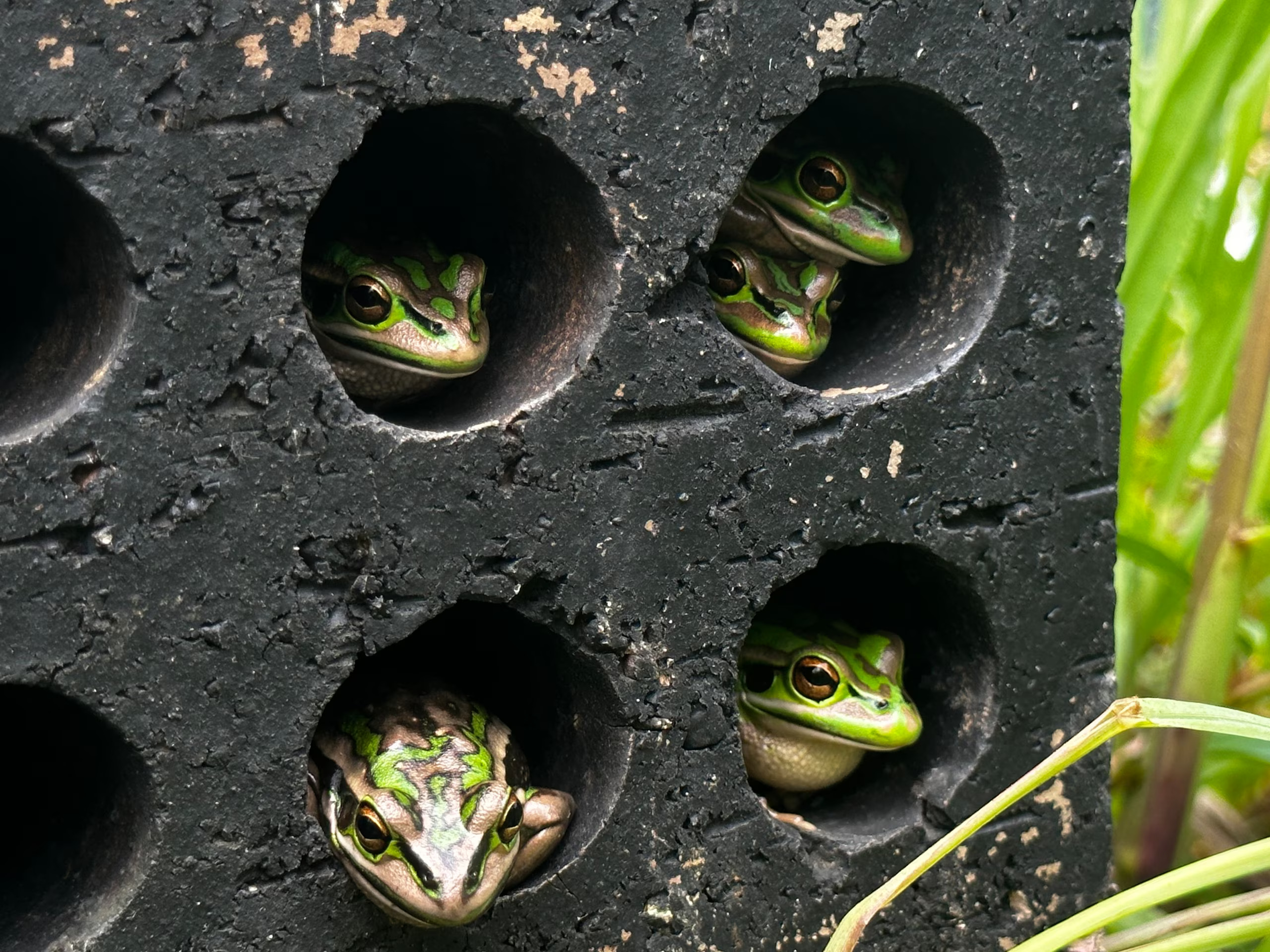 This Spa Treatment Is Saving Frogs’ Lives | twib.news