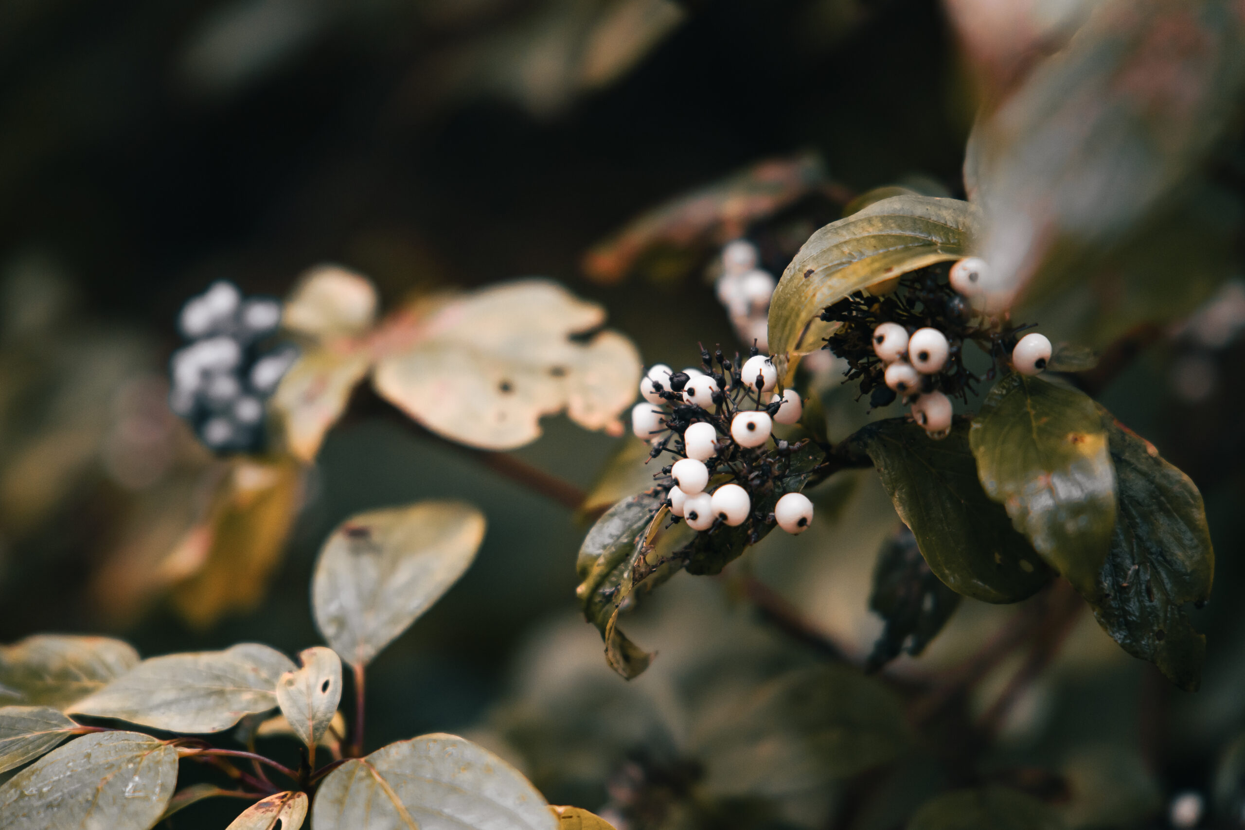 Reviving Ancestral Lands: Indigenous People Are Healing the Environment ...