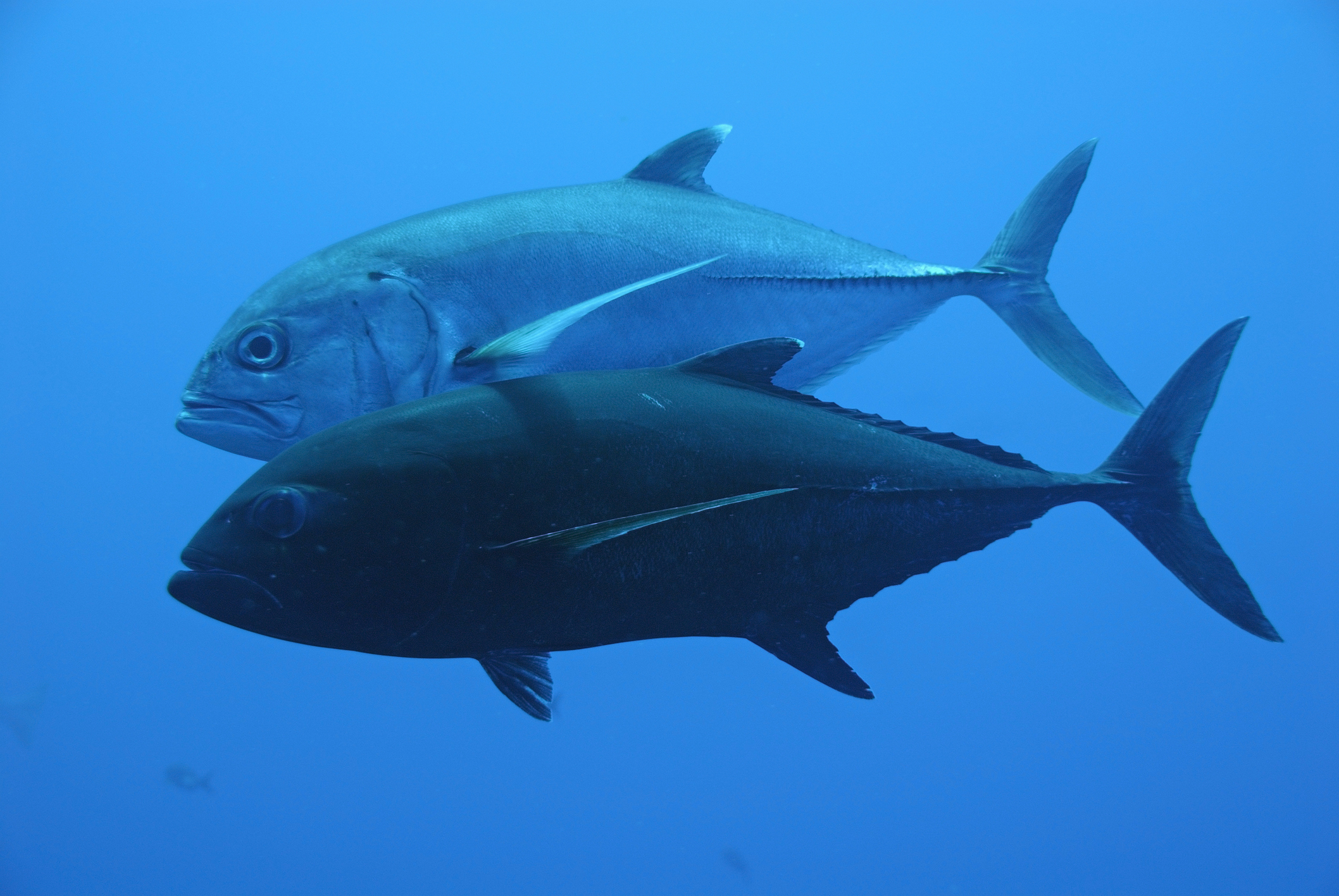 The Southern Bluefin Tuna Is No Longer Endangered | twib.news