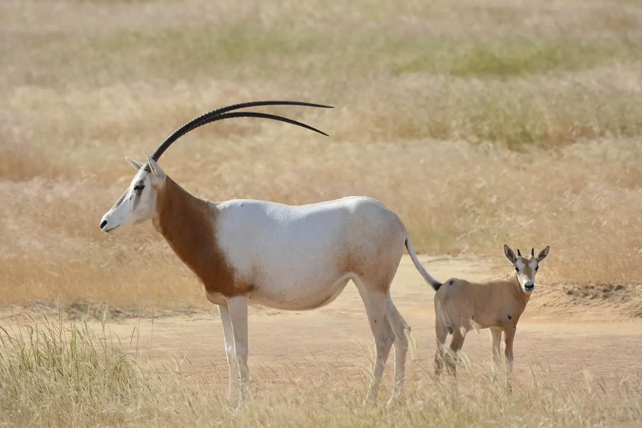 Iconic Antelope Is Not Extinct Anymore! | twib.news