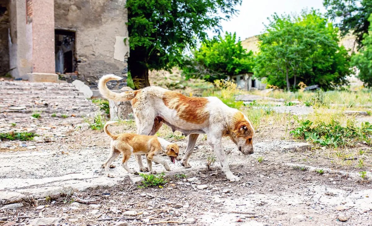 Stray Dogs Are Thriving in Their "Radiant" Homes | twib.news