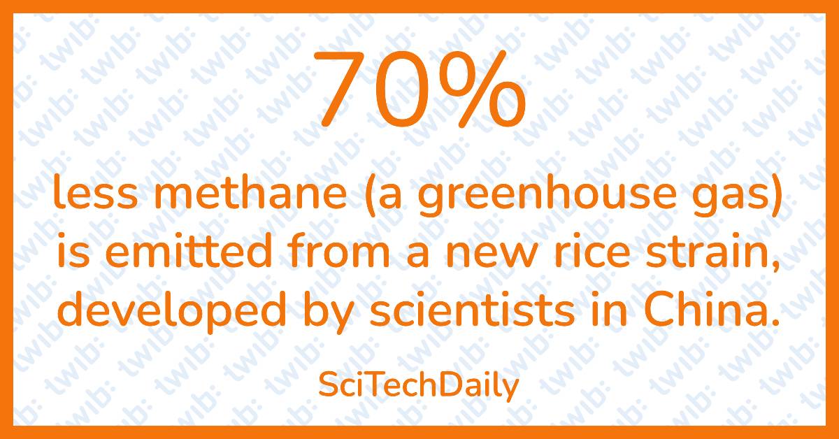 70% less methane (a greenhouse gas) is emitted from a new rice strain, developed by scientists ...