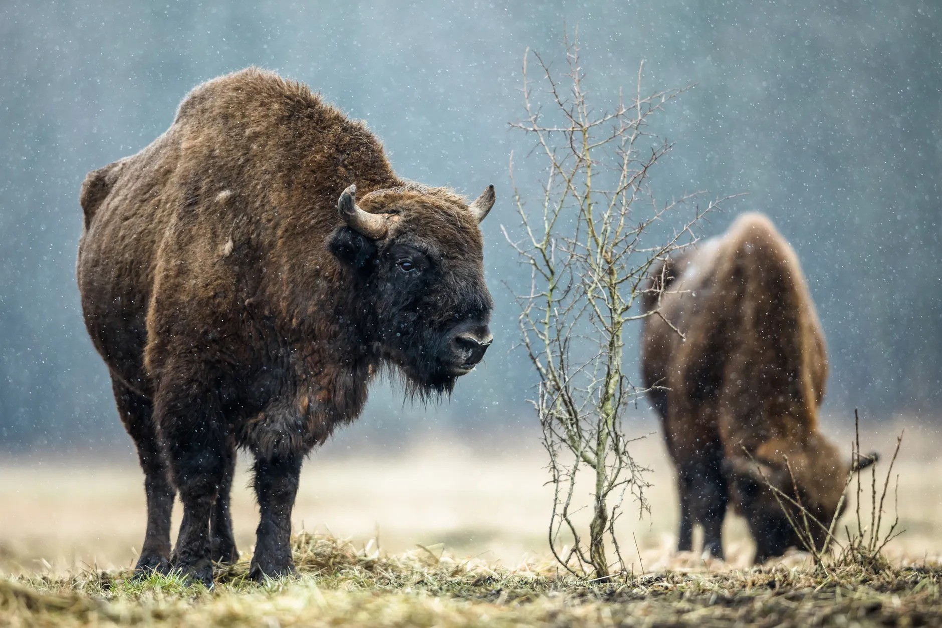 Ambitious Rewilding Project: The Reintroduction of Bison | twib.news