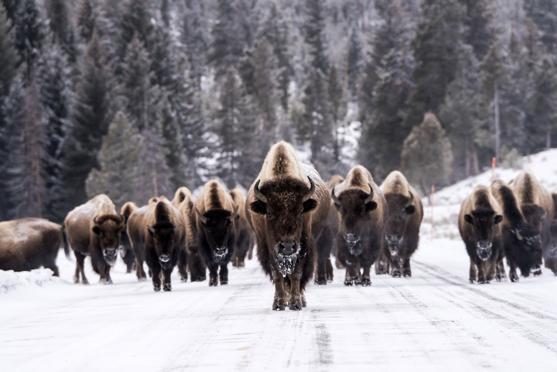 A Step Forward in the Conservation of the Iconic Bison | twib.news