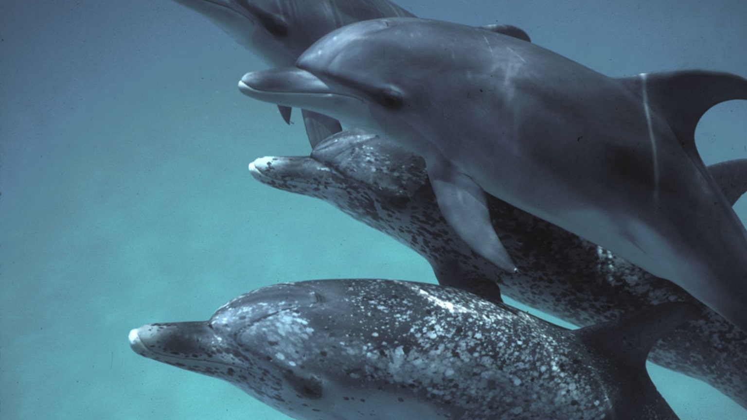 AI Model May Help Us Understand What Dolphins Say | twib.news