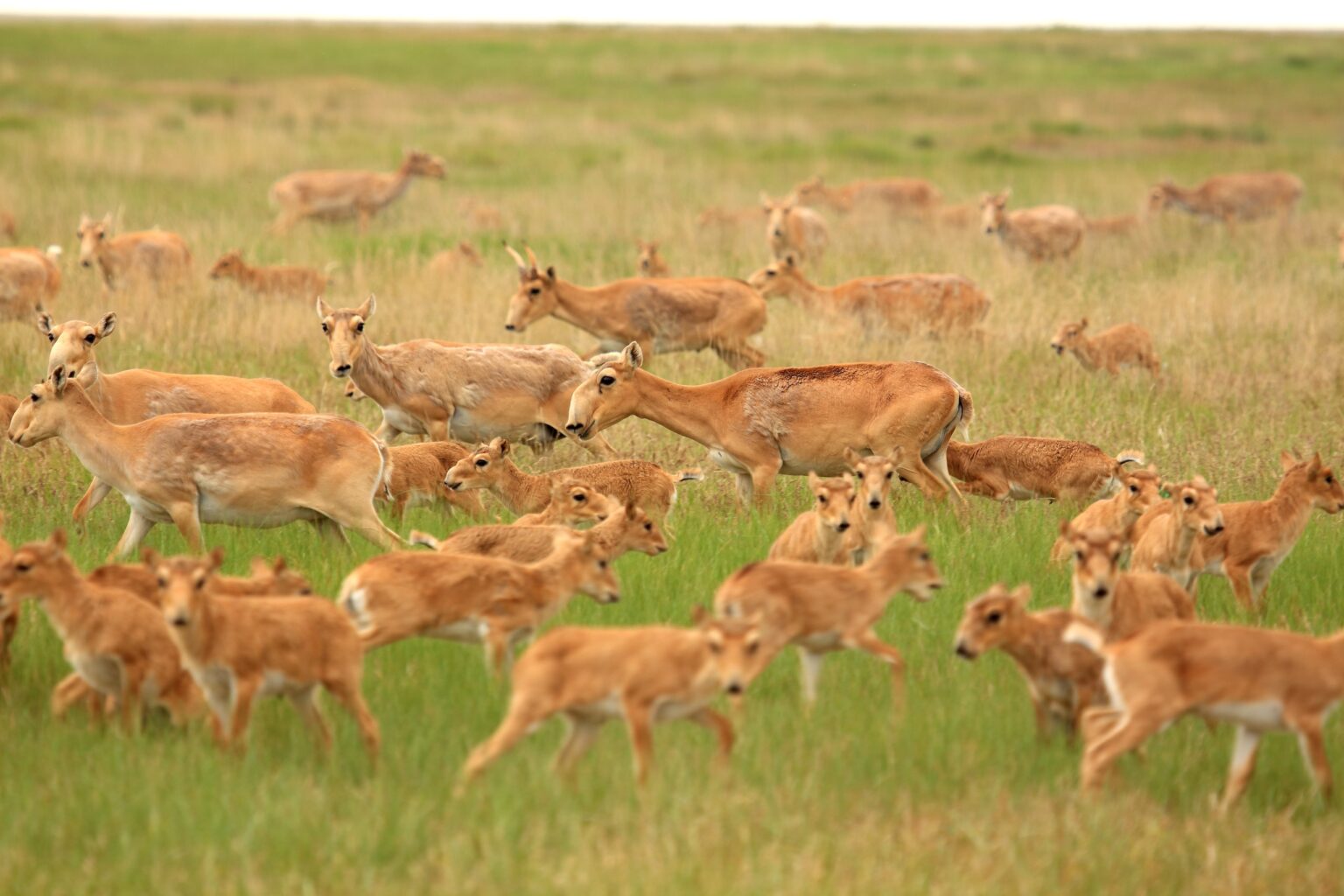 Huge Success to Bring Back the Saiga Antelope | twib.news