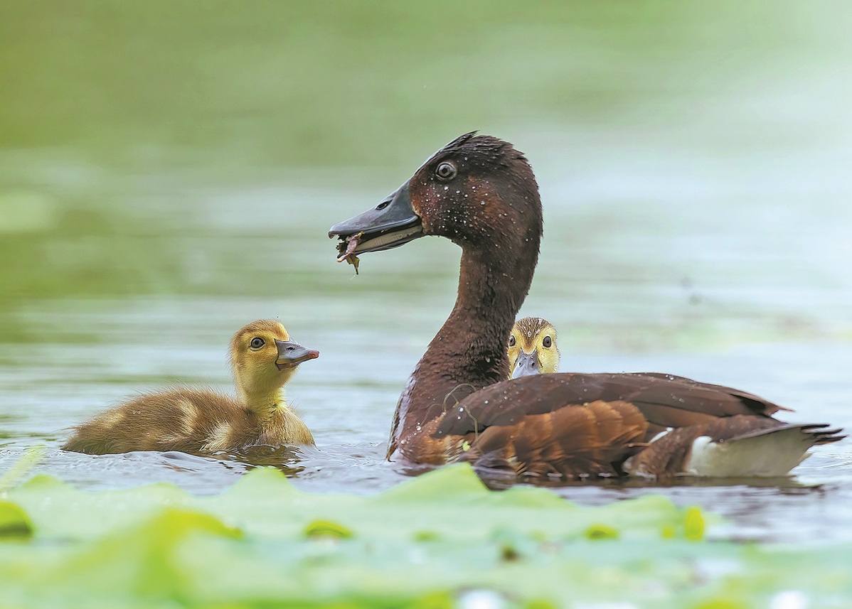 Twice As Many Endangered Ducks Quacking Around | twib.news