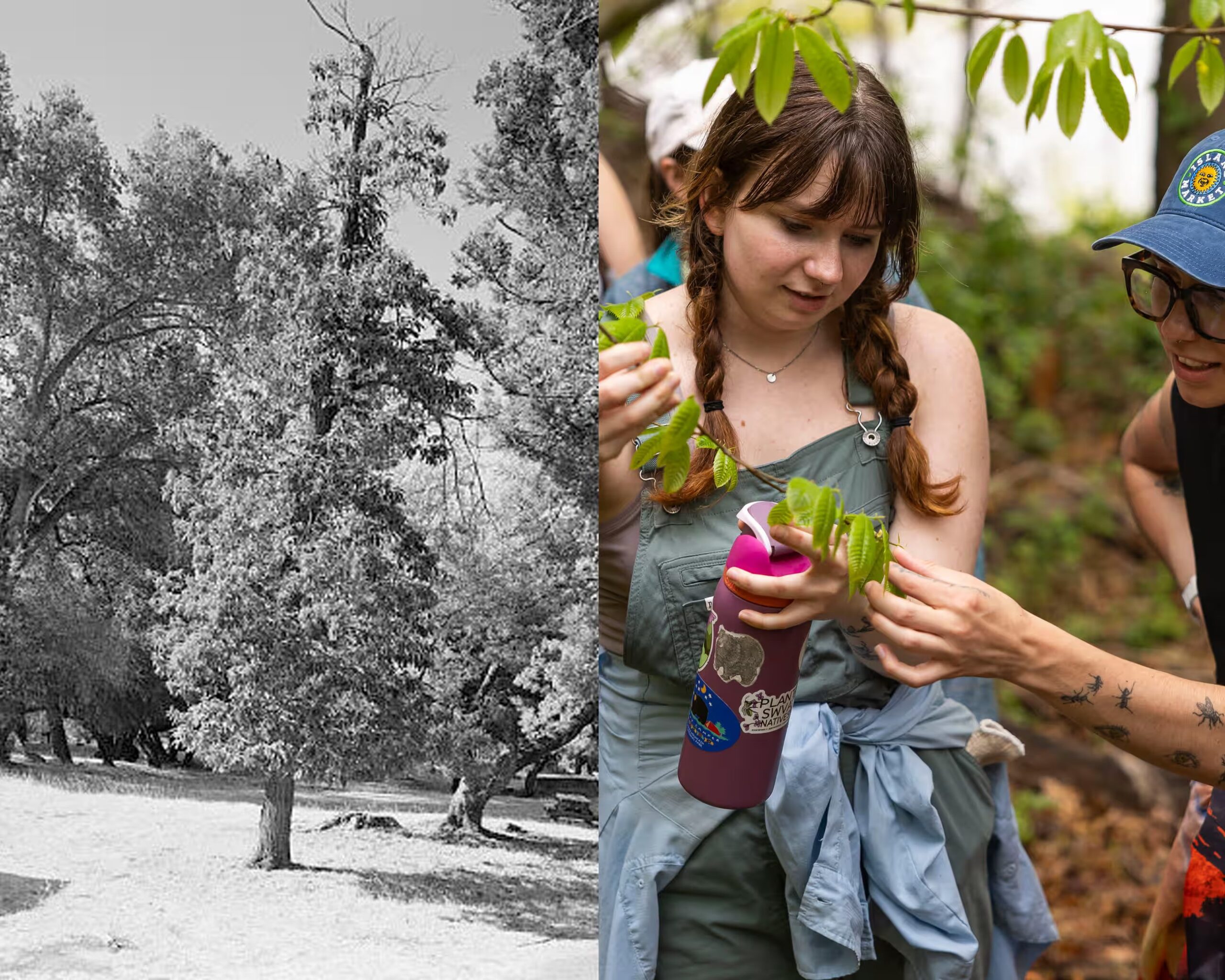 Community Gathers Together to Bring Back Cherished Chestnut Tree | twib ...