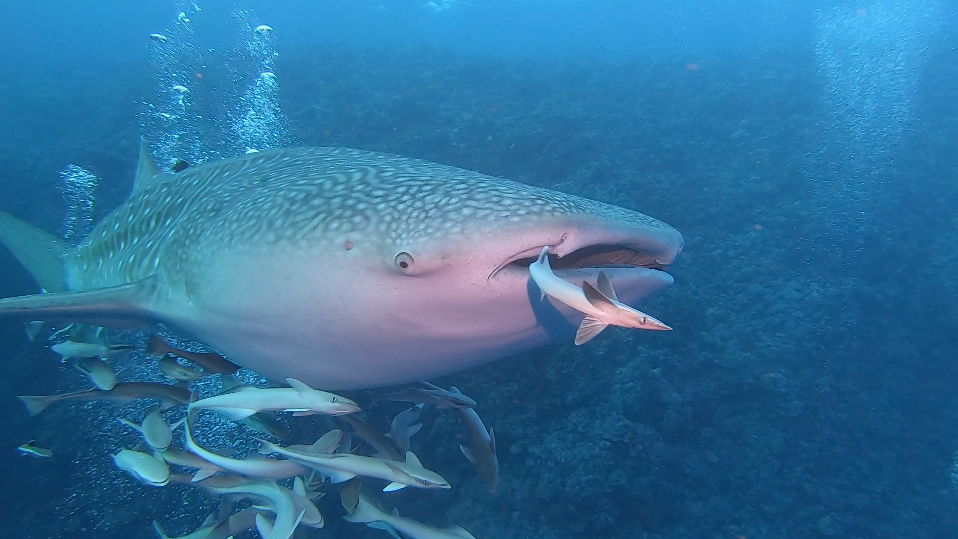 Protecting Sharks Against Overfishing | twib.news