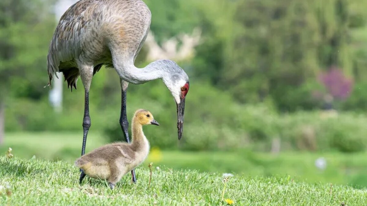 Two Sandhill Cranes and a Gosling: a Rare Cross-Species Adoption | twib ...