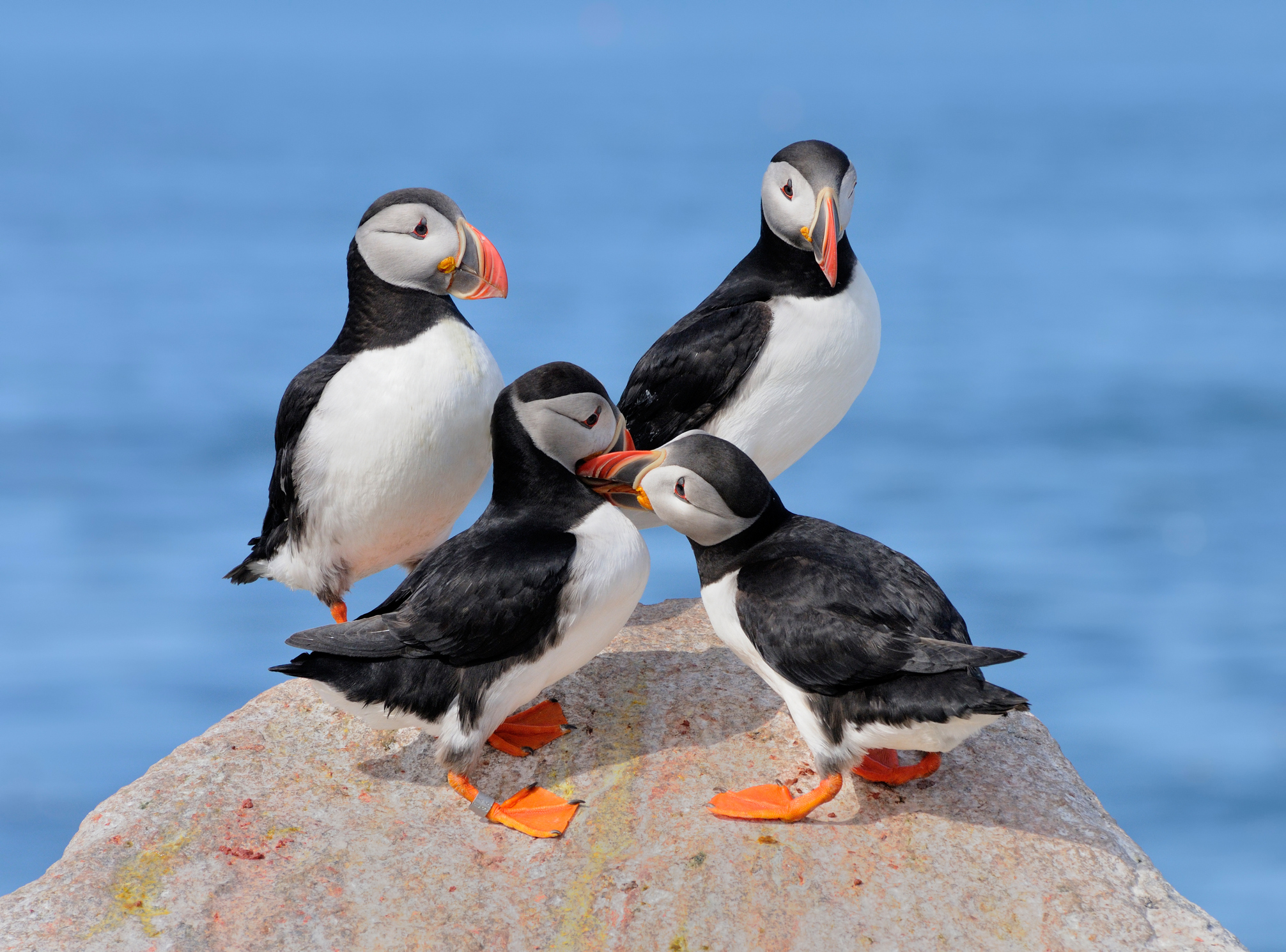 "Parrots of the Sea" Are Coming Back - and Here to Stay | twib.news