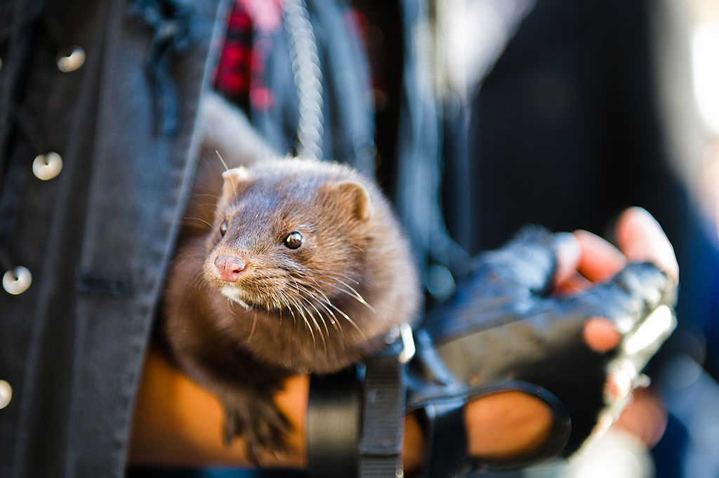Historic Ban Ends Fur Farming by 2033 | twib.news