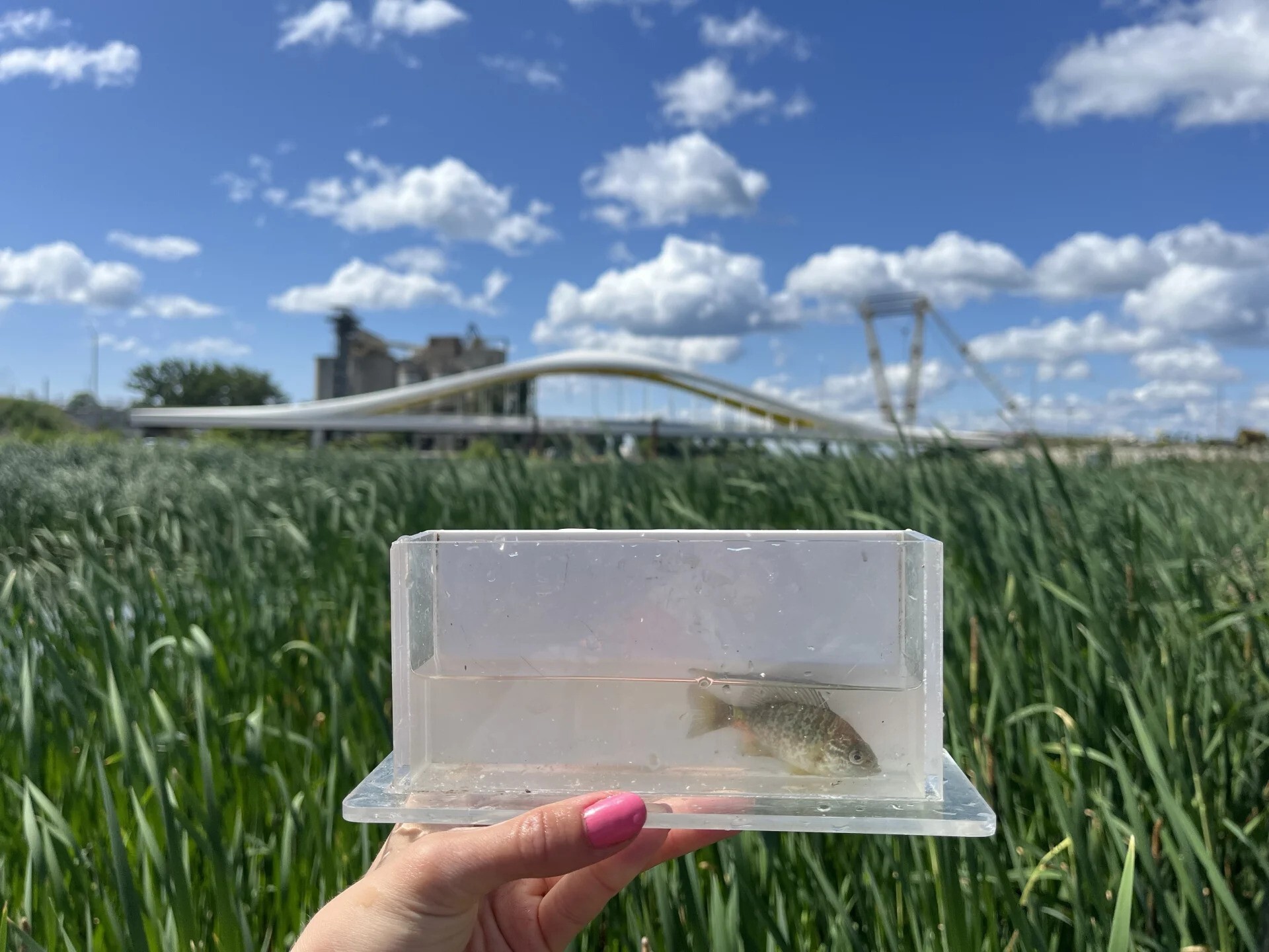 River Revival Brings Aquatic Life Back After Decades of Absence | twib.news